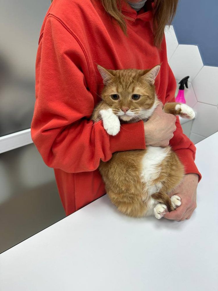 Блохи у кошки: причины появления, симптомы и лечение | Советы ...