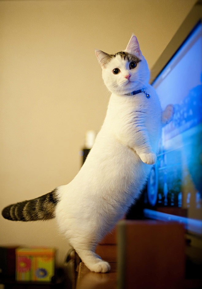 Кот-мэйкун: 20+ лучших фото и смешных картинок для настроения - ЗвероСити